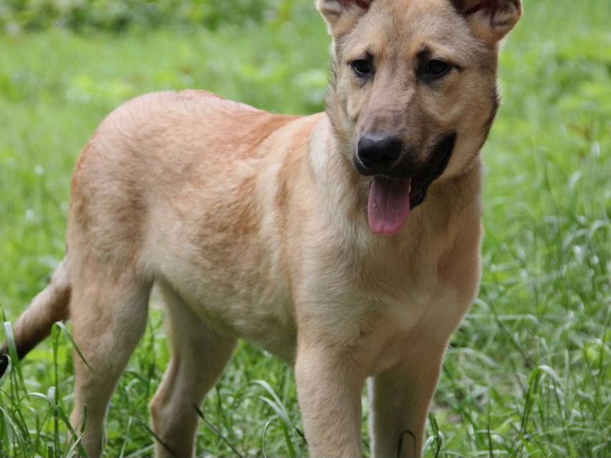 Щенок в добрые руки бесплатно