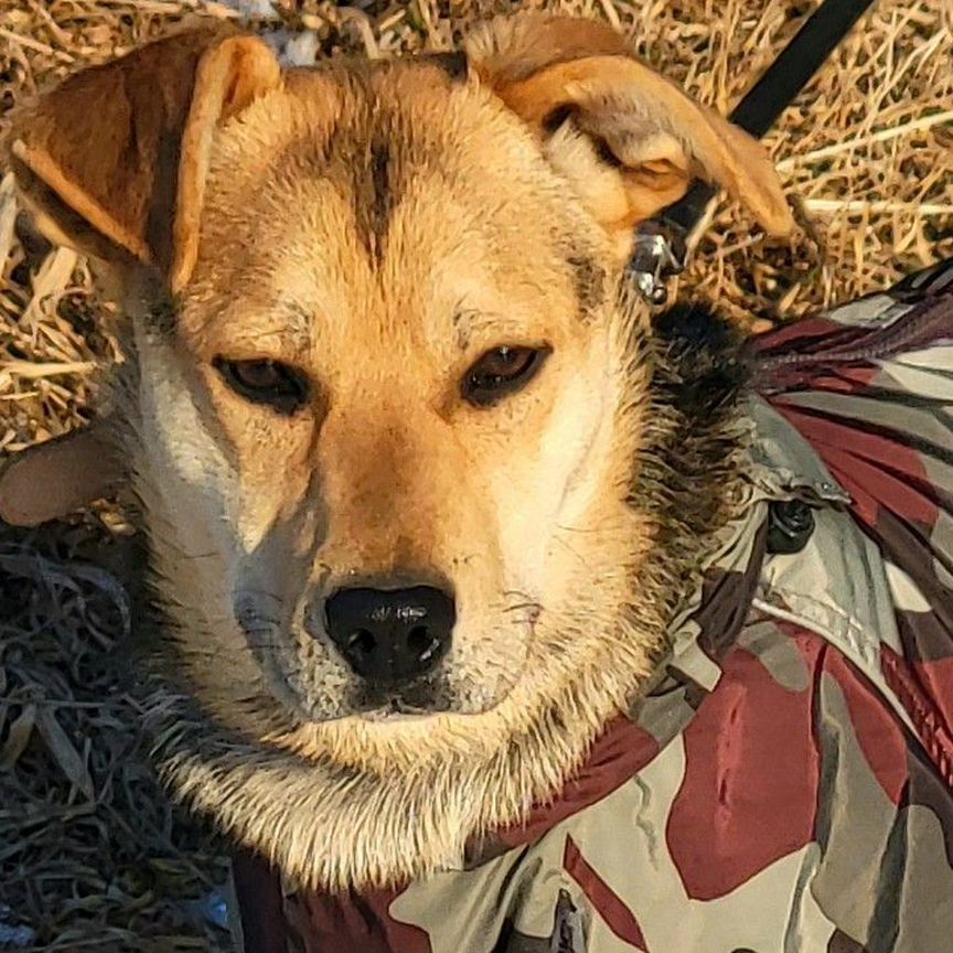 Щенок Лика в добрые руки