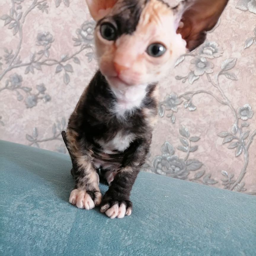 Котёнок сфинкс