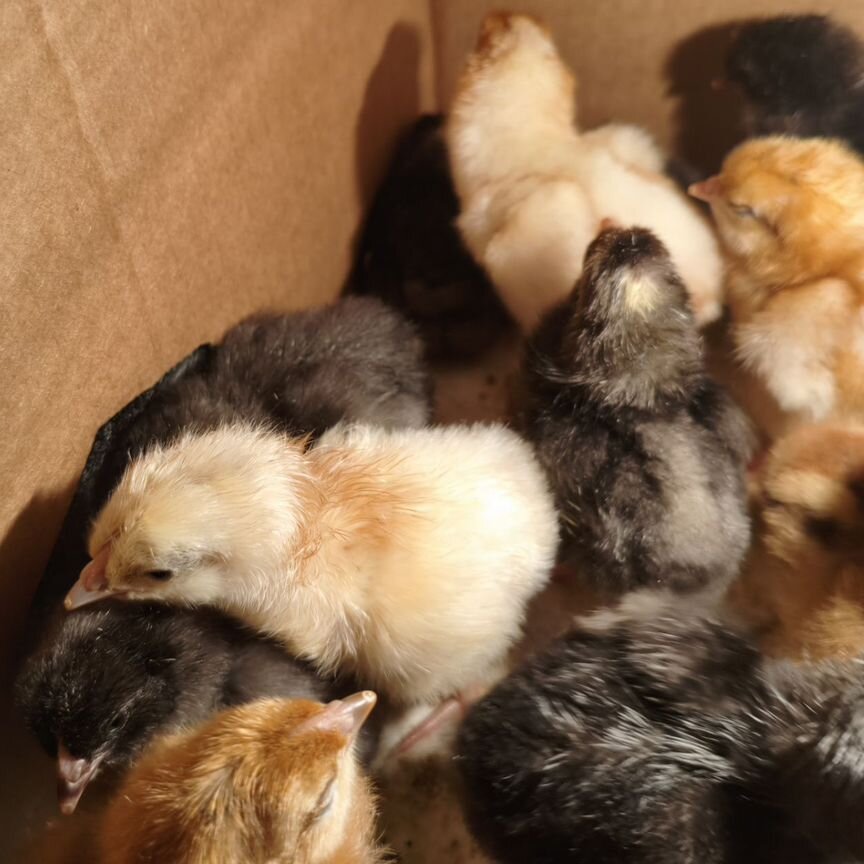 Цыплята домашние