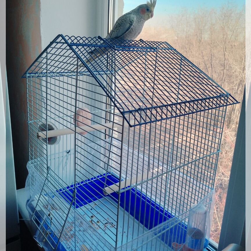Попугай корелла с клеткой