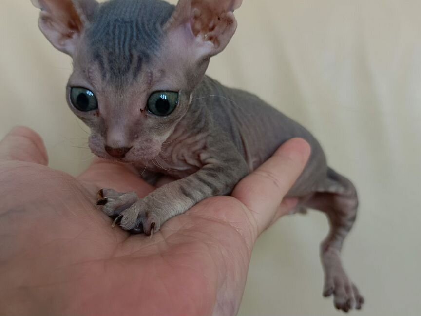 Канадский сфинкс котенок