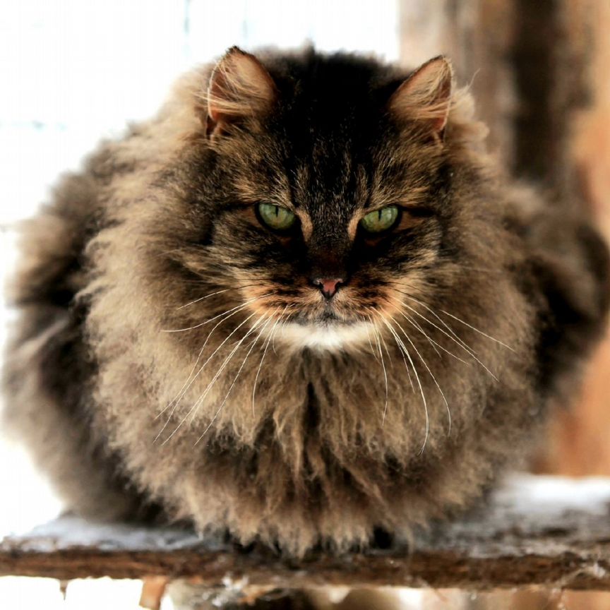 Сибирский кот