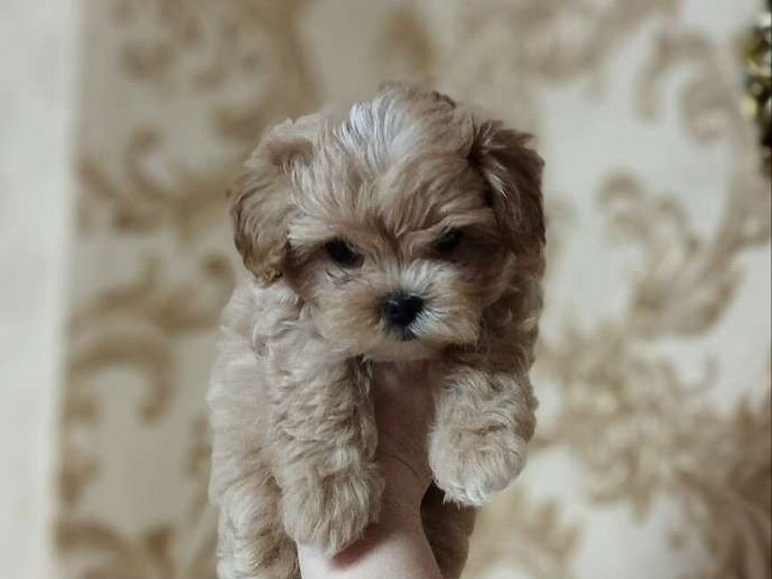 Щенки мальтипу