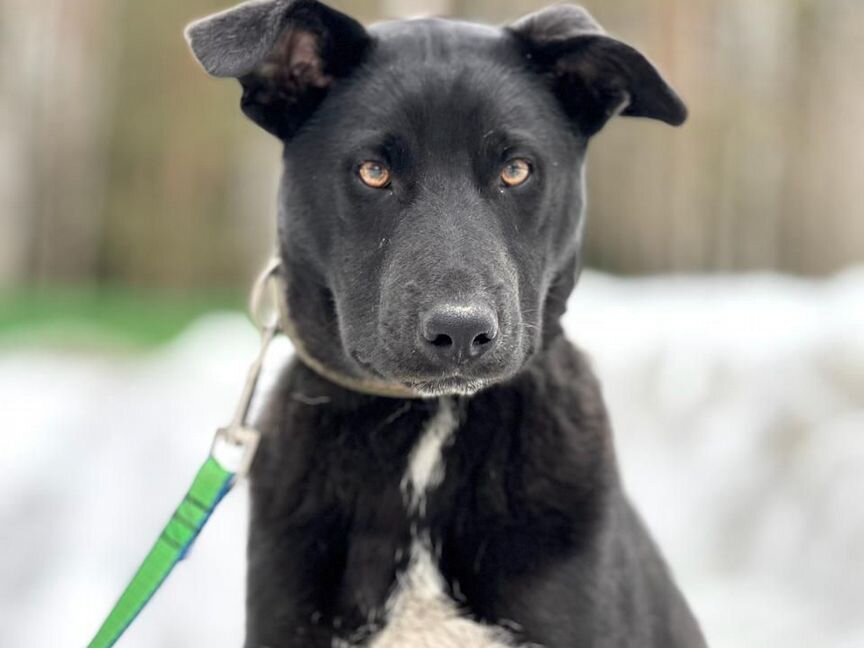 Джек в добрые руки