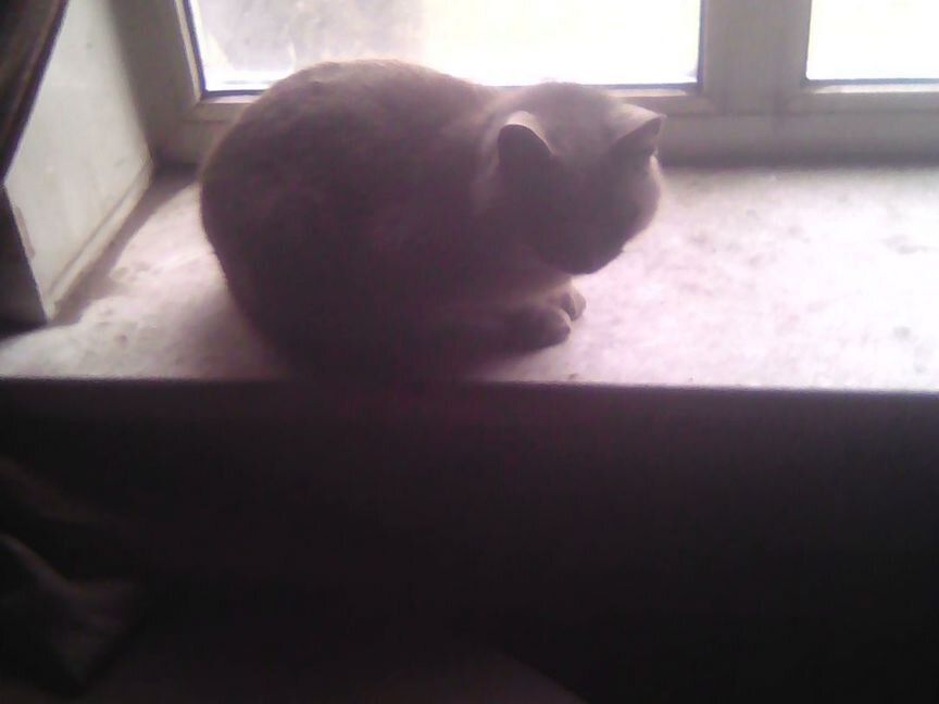 Коты