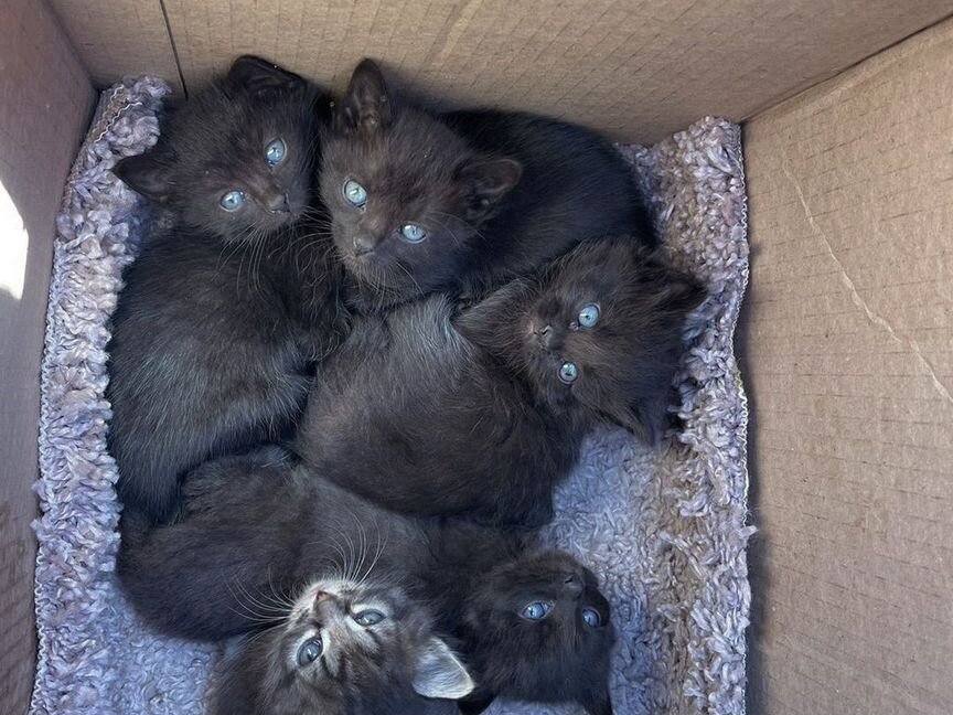 Котята в добрые руки бесплатно