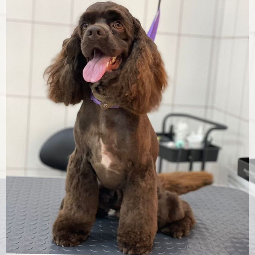 Английский кокер-спаниель, взрослая собака