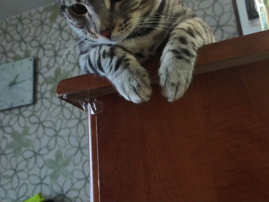 Отдам бесплатно котика