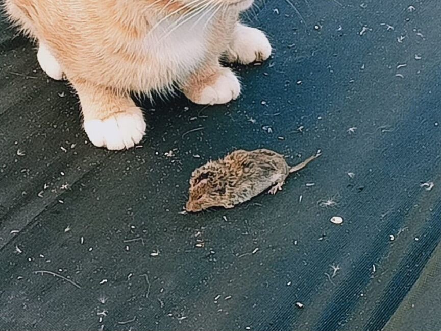 Кот хищник