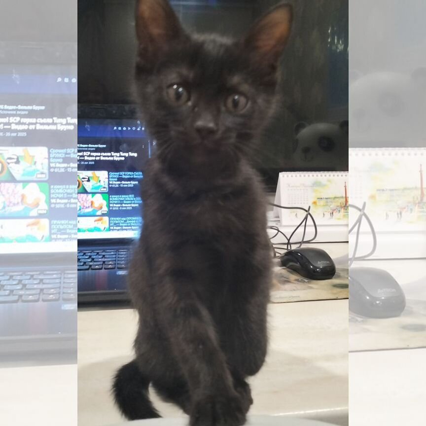 Котёнок в добрые руки