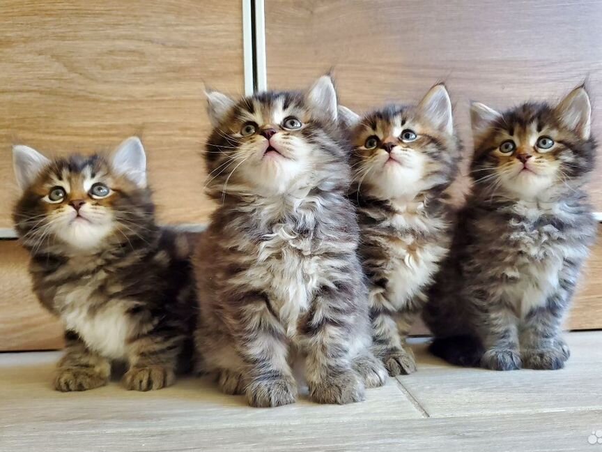 Мейн-кун малыши