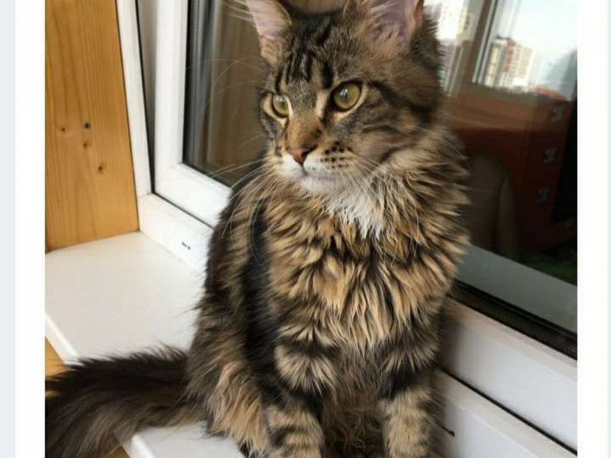 Кошка мейн-кун