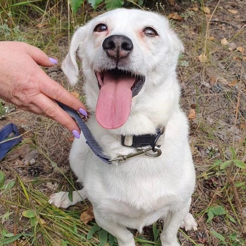 Молитва собаки. Белочка