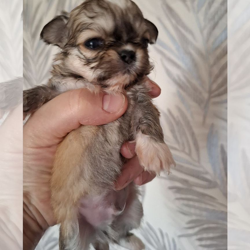 Чихуахуа, щенок