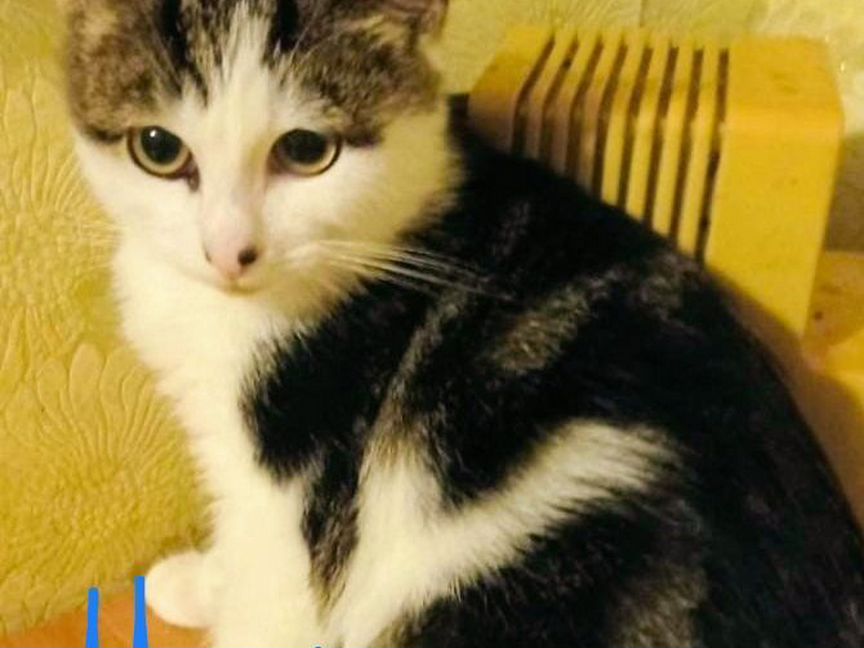 Котенок бело полосатый