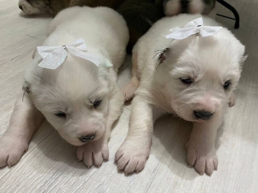 Среднеазиатская овчарка