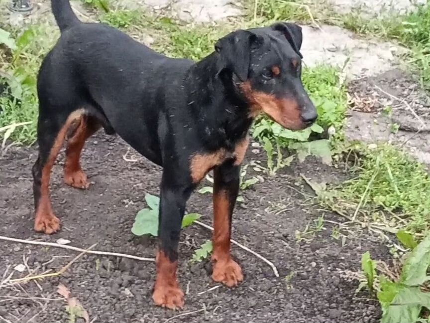 Вязка ягдтерьера