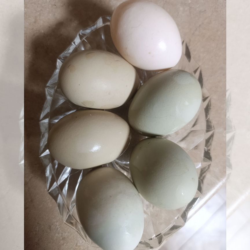 Инкубационное яйцо