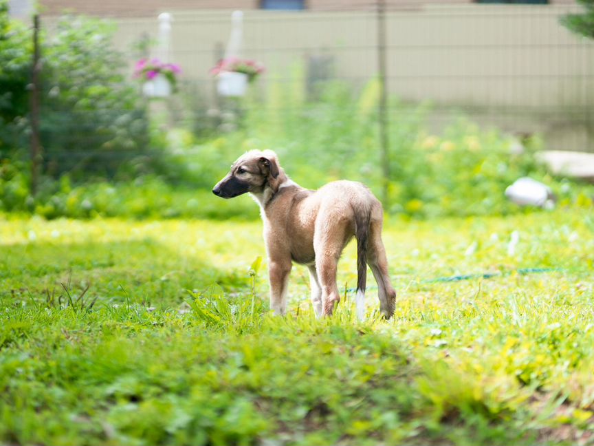 Девочки русской борзой