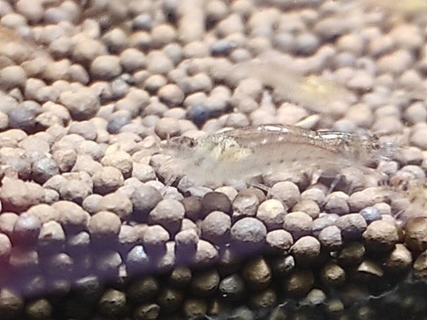 Креветки амано