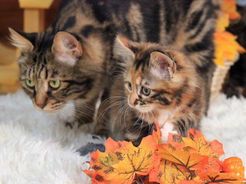 Котята Курильский бобтейл