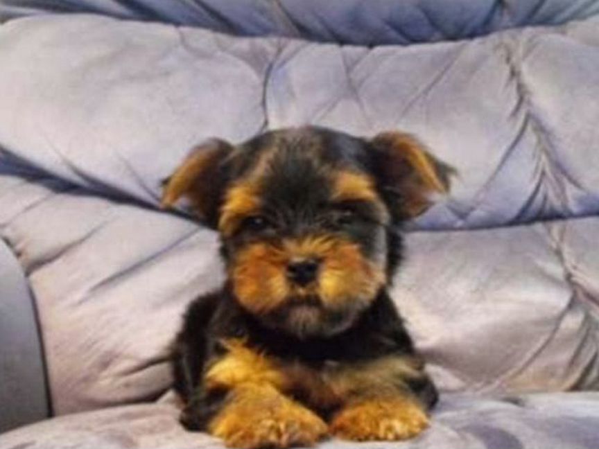 Йоркширский терьер мини девочка