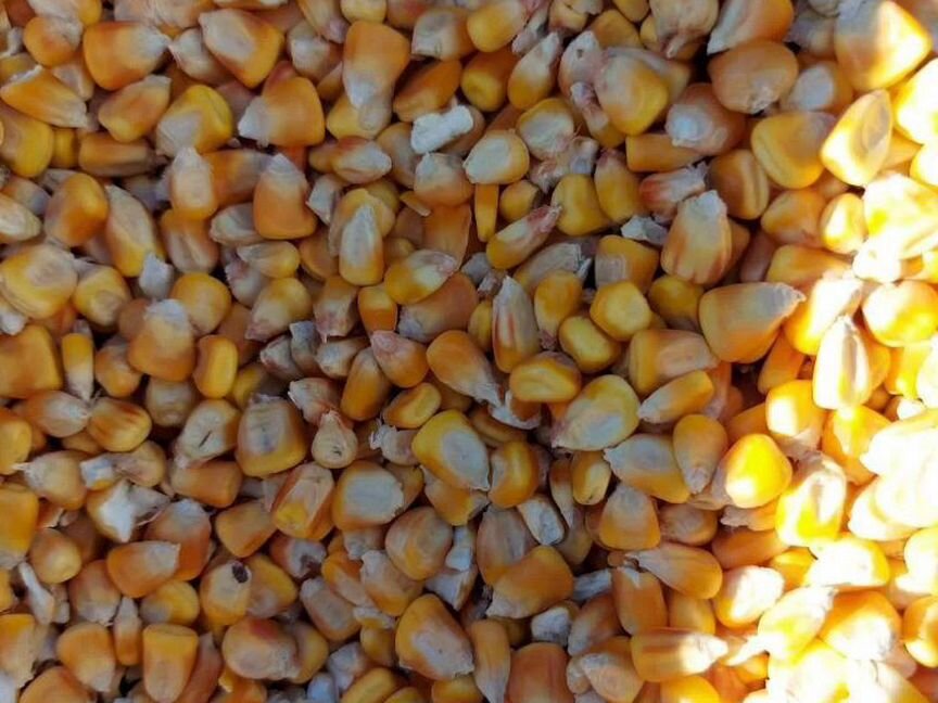 Сахарная свёкла, Кормовой овёс на корм/посев