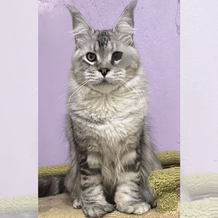 Мейн-кун, взрослый кот