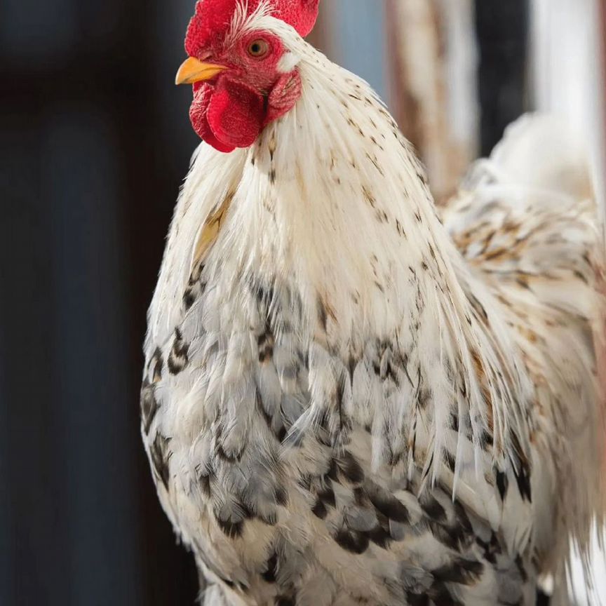 Куры несушки и петухи