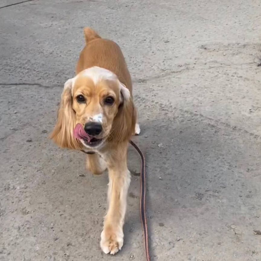 Вязка собаки спаниель