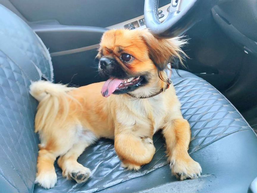 Вязка пекинес