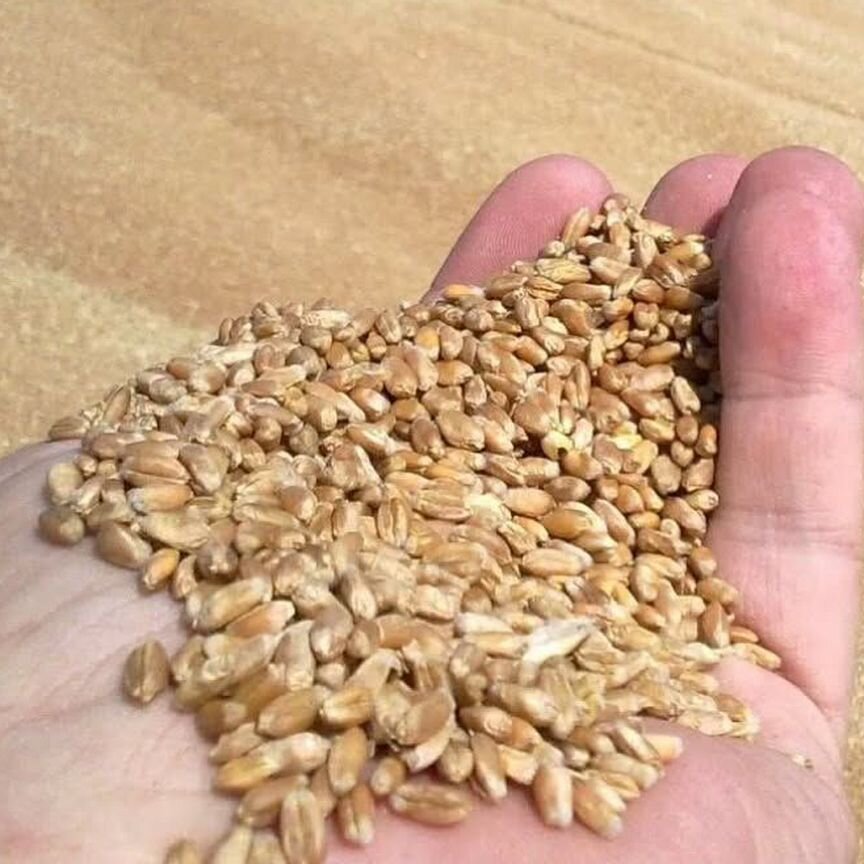 Кормовой овёс, Кормовая кукуруза корма