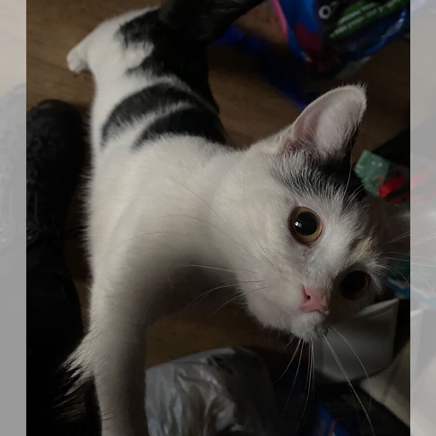 Взрослая, Девочка кошка в добрые руки