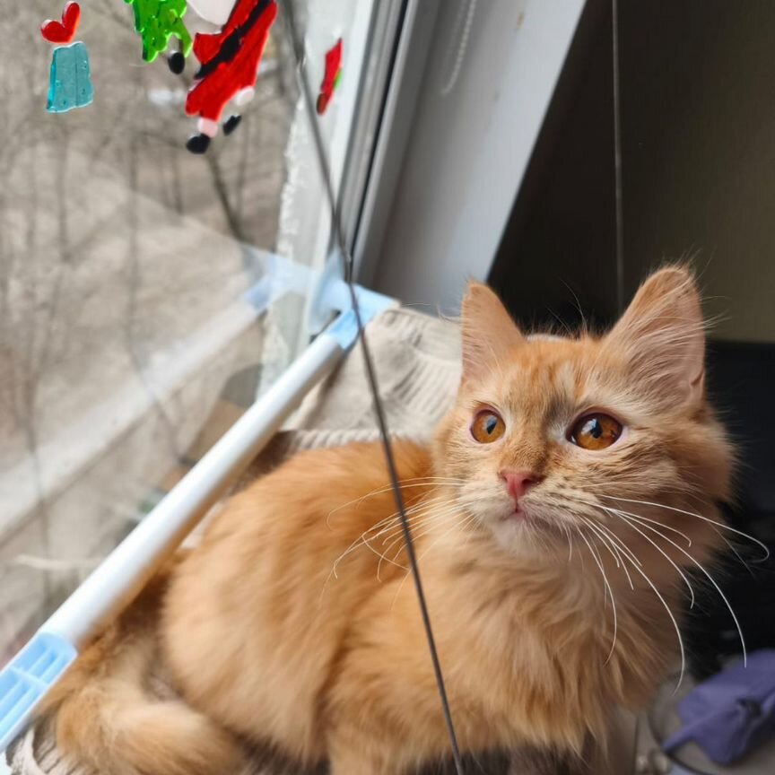 Рыжий котенок ищет дом