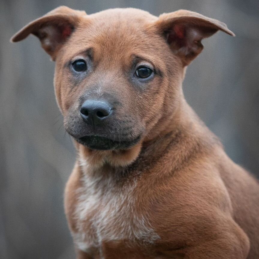 Родезийский риджбек, щенок