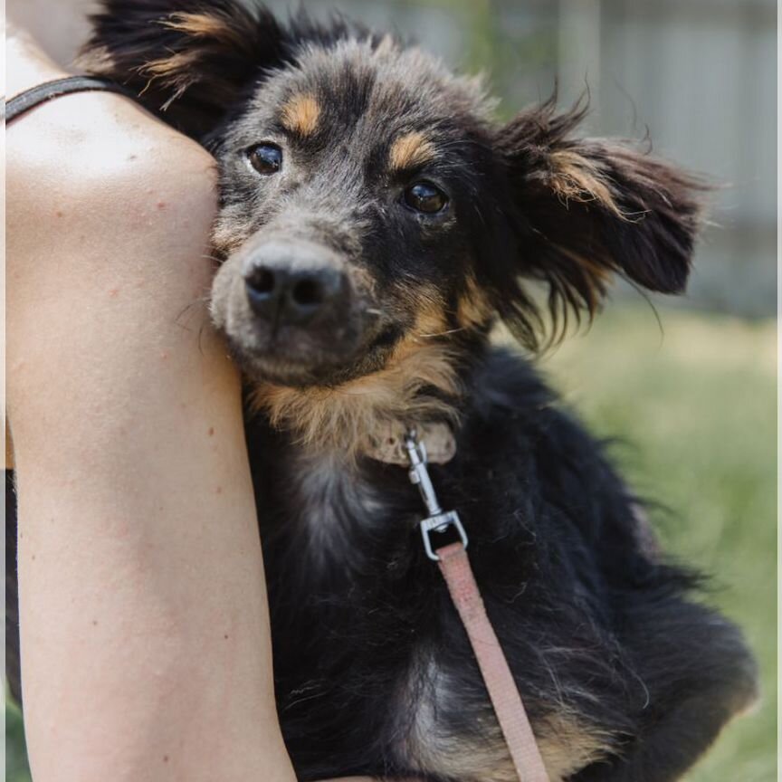 Взрослый пёс в добрые руки