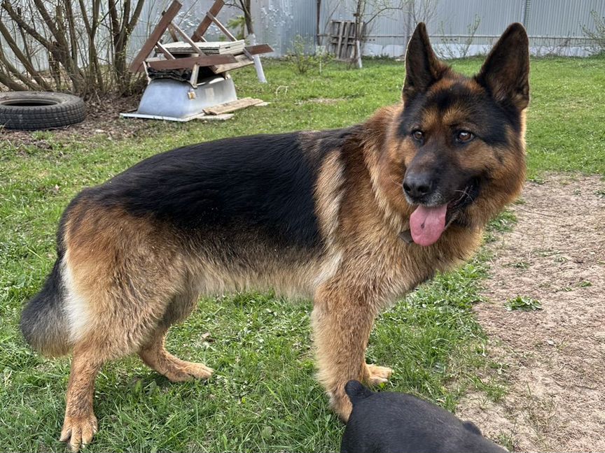 Приблудился кобель немец