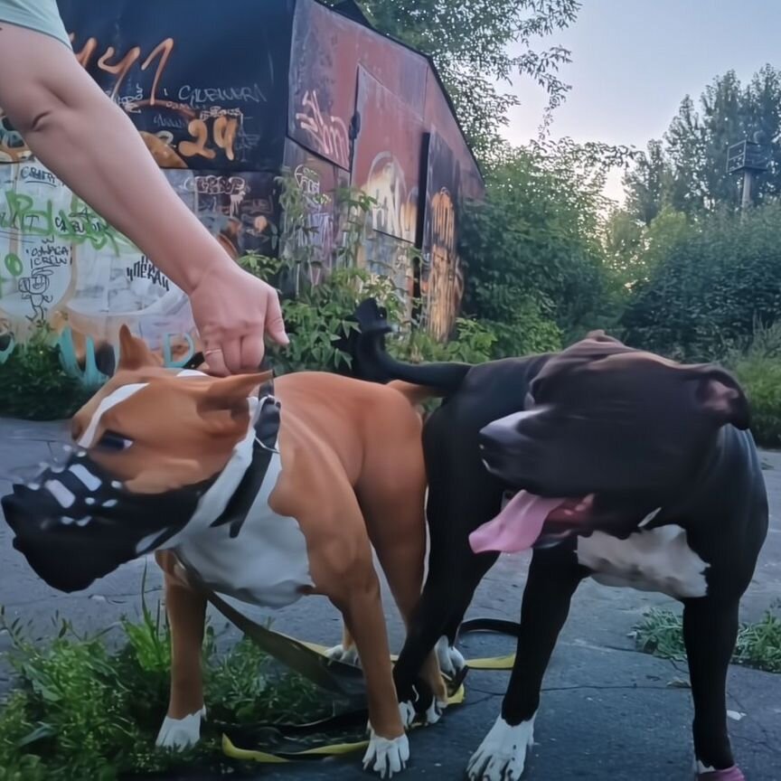 Американский стаффордширский терьер, щенок