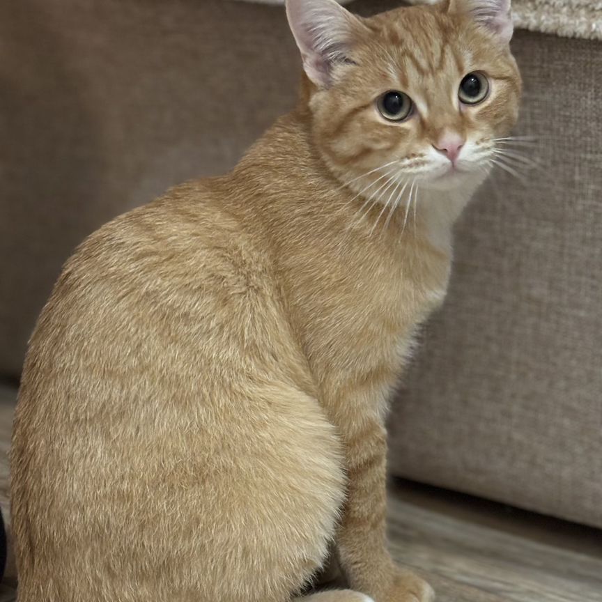 Котик рыжий.Пристраивается в добрые руки