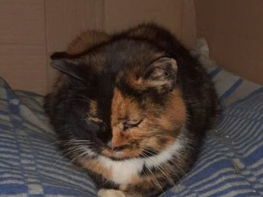 Больной кошке нужен дом или передержка