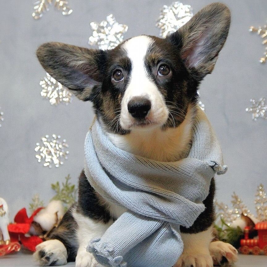 Вельш Корги Кардиган, щенок