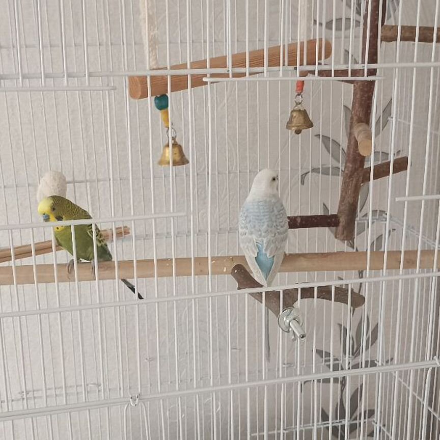 Волнистые попугаи с клетками