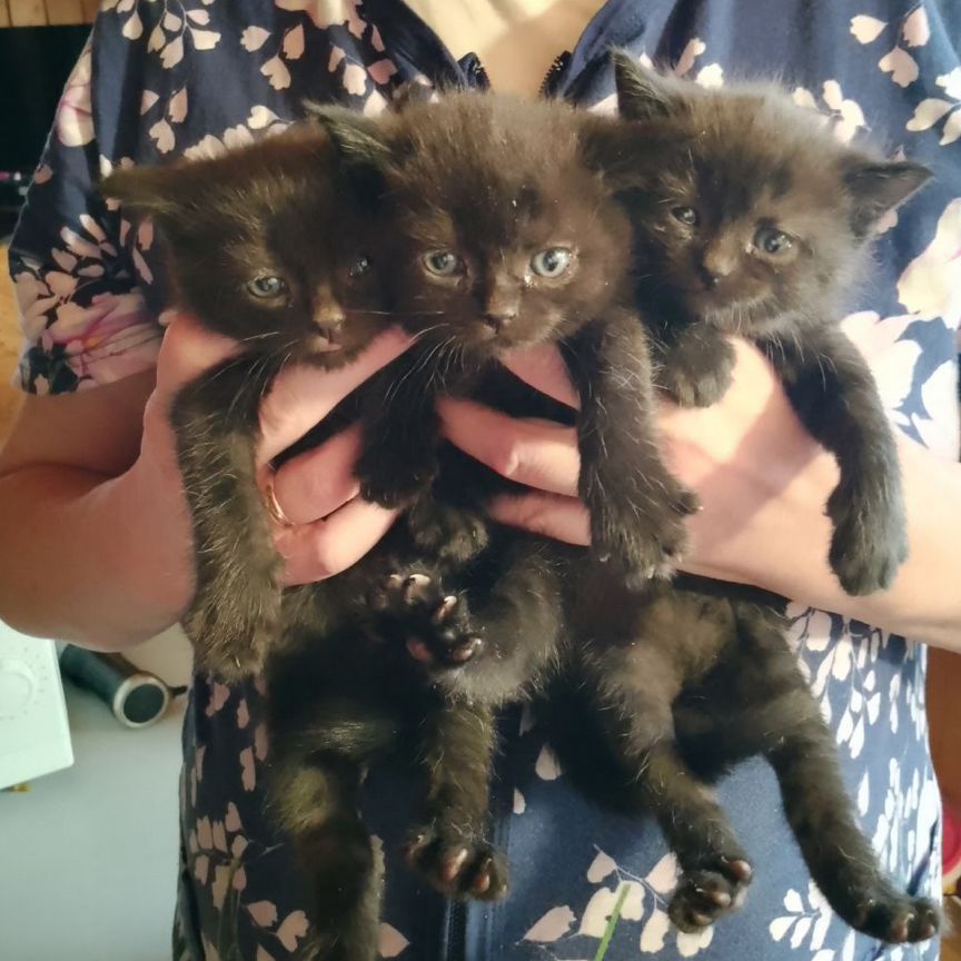 Шотландский вислоухий короткошёрстный котёнок