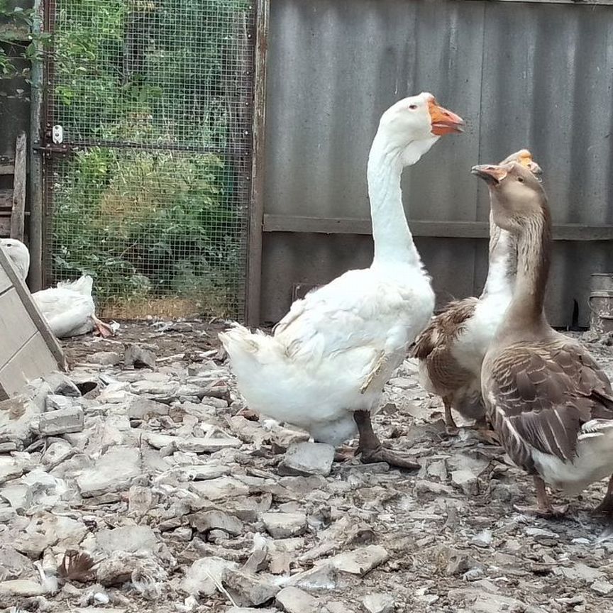 Гуси холмогоры