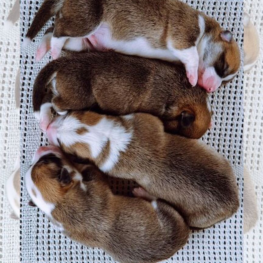 Вельш Корги Пемброк, щенок