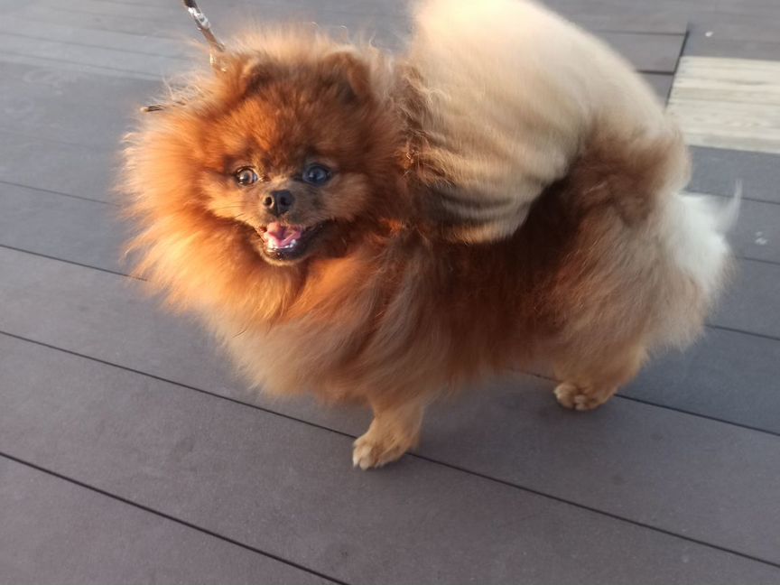 Померанский Шпиц