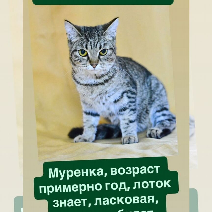 Взрослая кошка в добрые руки