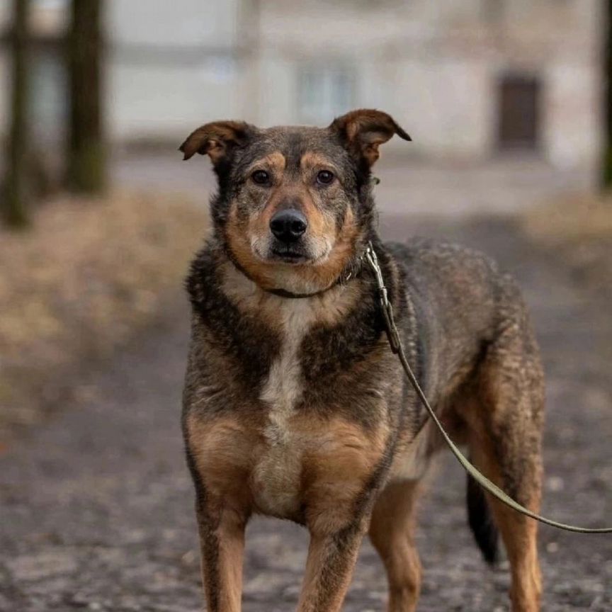 Собака в добрые руки