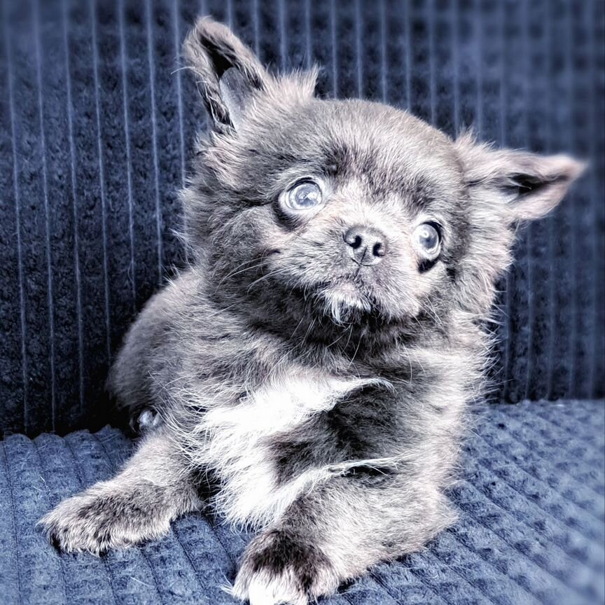 Щенки чихуахуа